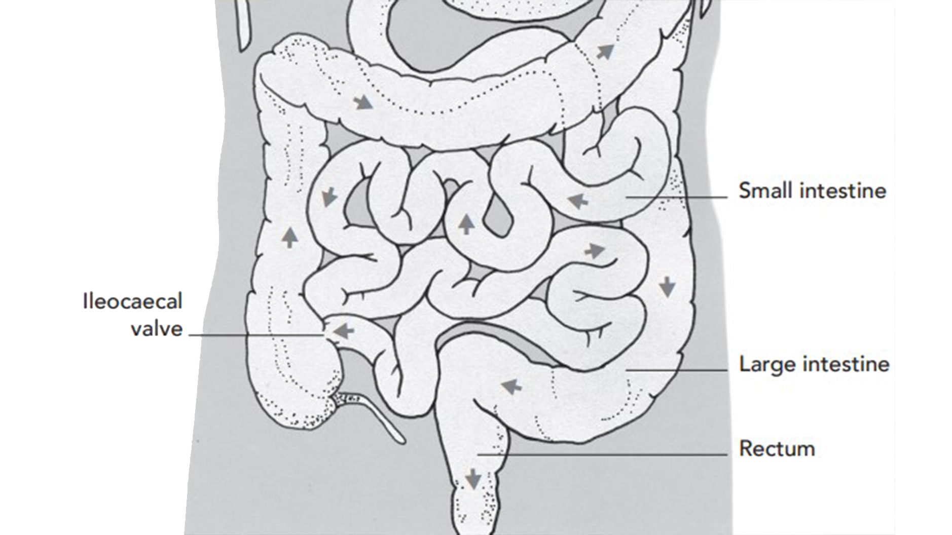 Gut Feeling – A Journey Through a Child’s Digestive System | WellChild